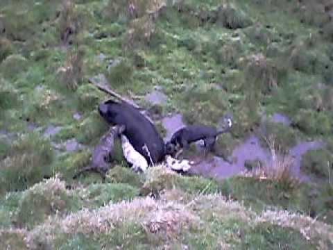 200 pound pig - YouTube