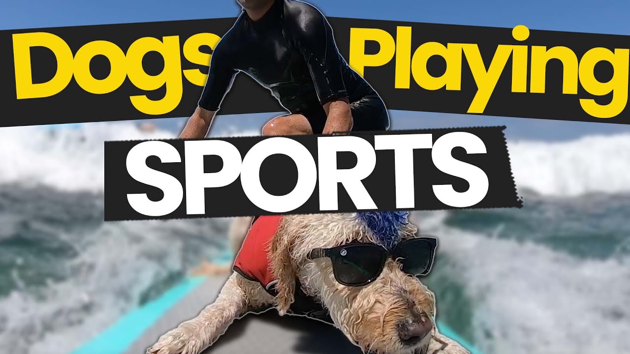 The CRAZIEST Dogs Playing Sports! - YouTube