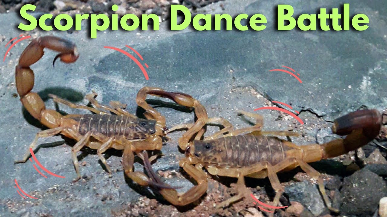 Weird Scorpion Dance Battle For Getting Ladies - YouTube