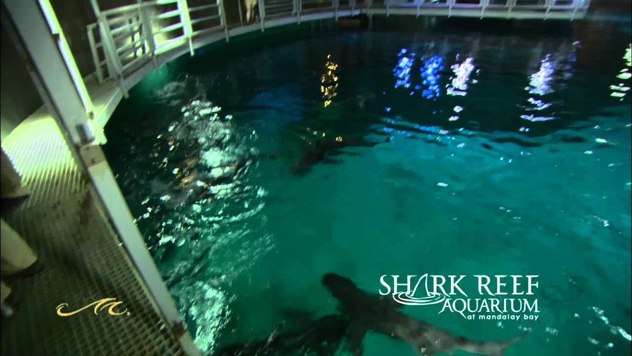 MandalayBay_SharkReef.mov - YouTube