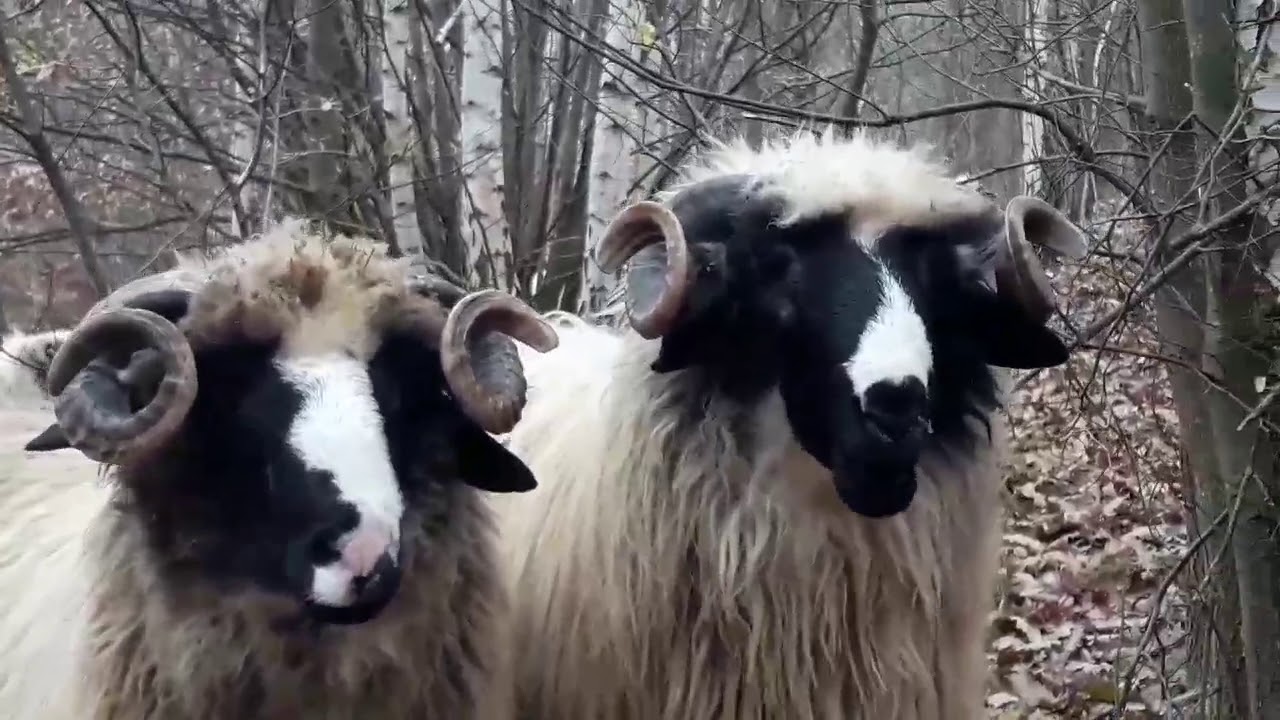 Berbeci brezi de Hațeg/ Berbecii lui Gi Cu - YouTube