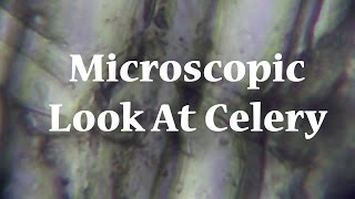 Celery Cells Under Microscope