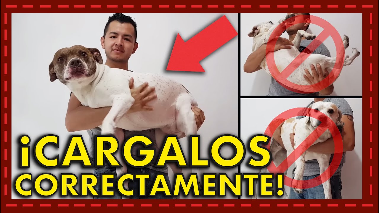 Cómo cargar a tu perro de forma correcta (sin lastimarlo ni estresarlo ...