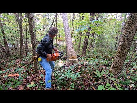 S1 EP8 | WOODWORK | TIMBER FRAME BASICS | FELLING TREE AND MILLING TIMBER FRAME BEAM FOR CABIN