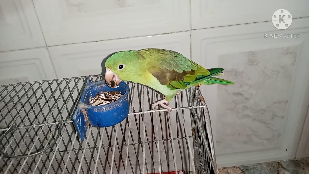 PERICOS VERDES - COMO AMANSAR UN PERICO PERIQUITO MUY AGRESIVO - DON ...