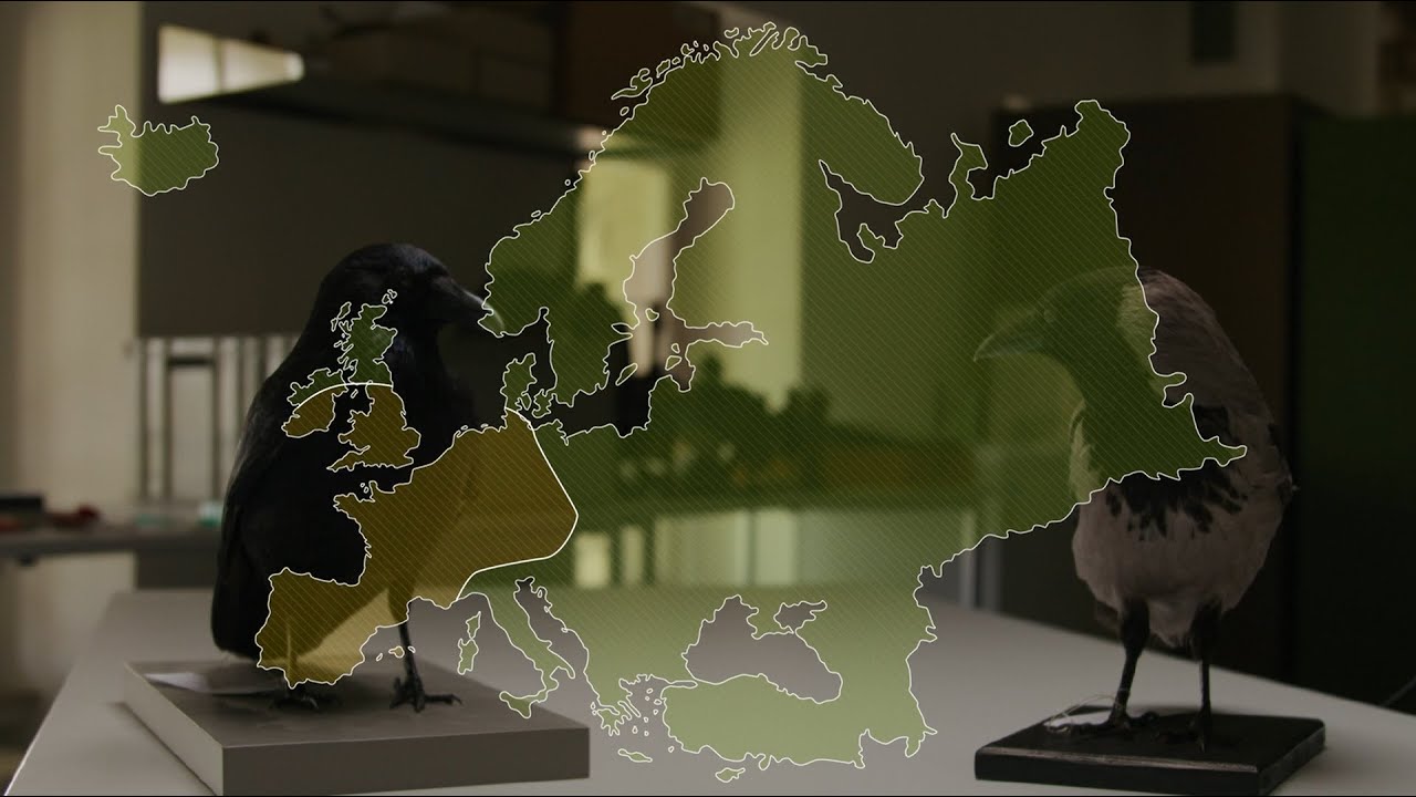 Digiseum: Was ist eine Art? - YouTube