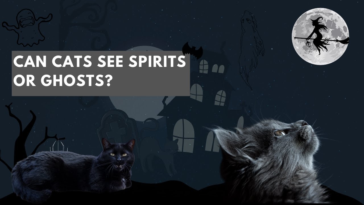Can cats see spirits or ghosts? - YouTube
