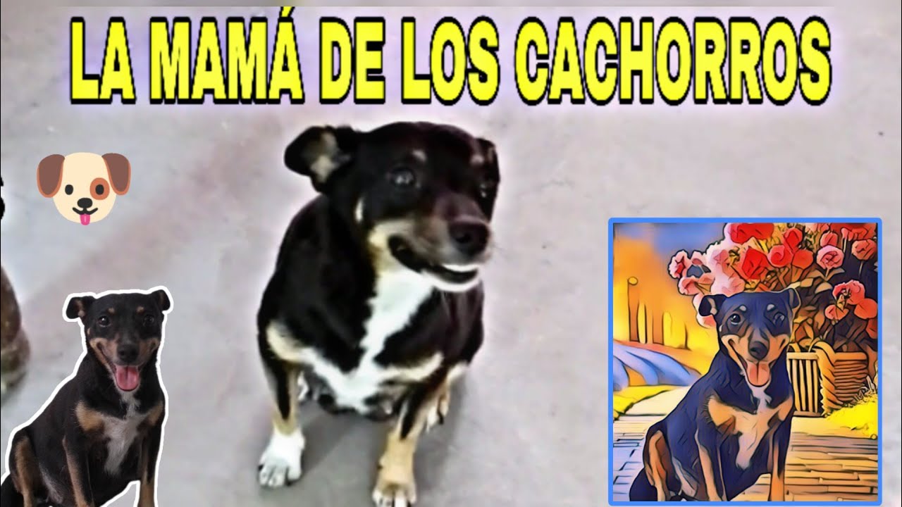 La Mamá de los Cachorros 😎😁🐶🐕 ️ #perros #mascotas #viralvideos - YouTube
