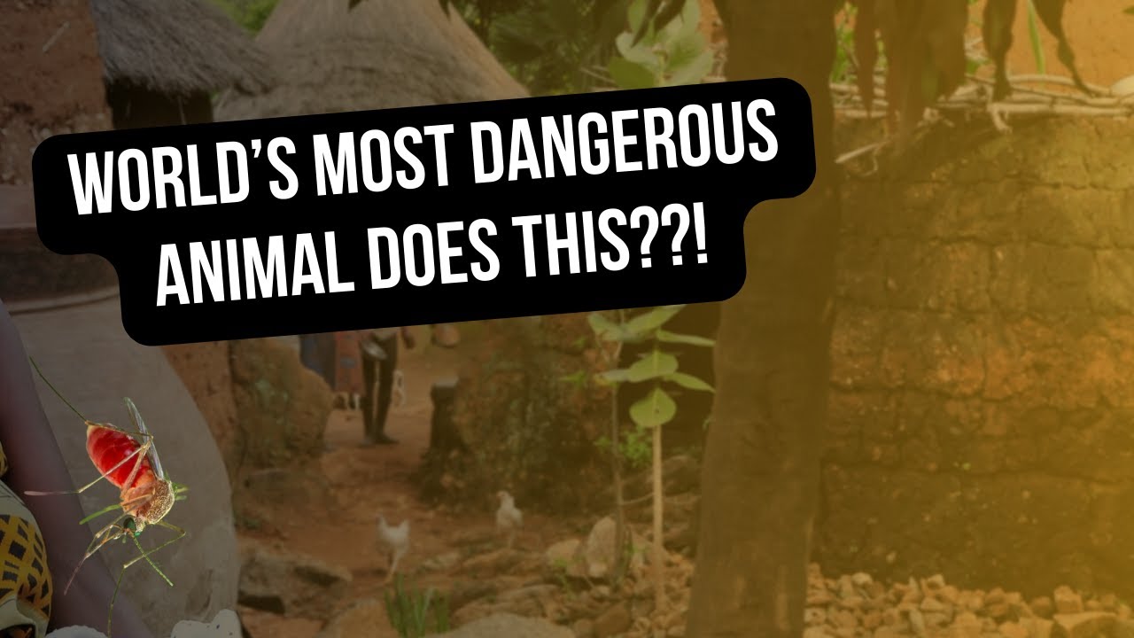 This Tiny Killer Is the World's Most Dangerous Animal... and Here's WHY ...