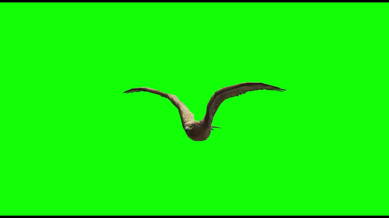 BIRD FLYING GREEN SCREEN VIDEO | #GREENSCREEN - YouTube