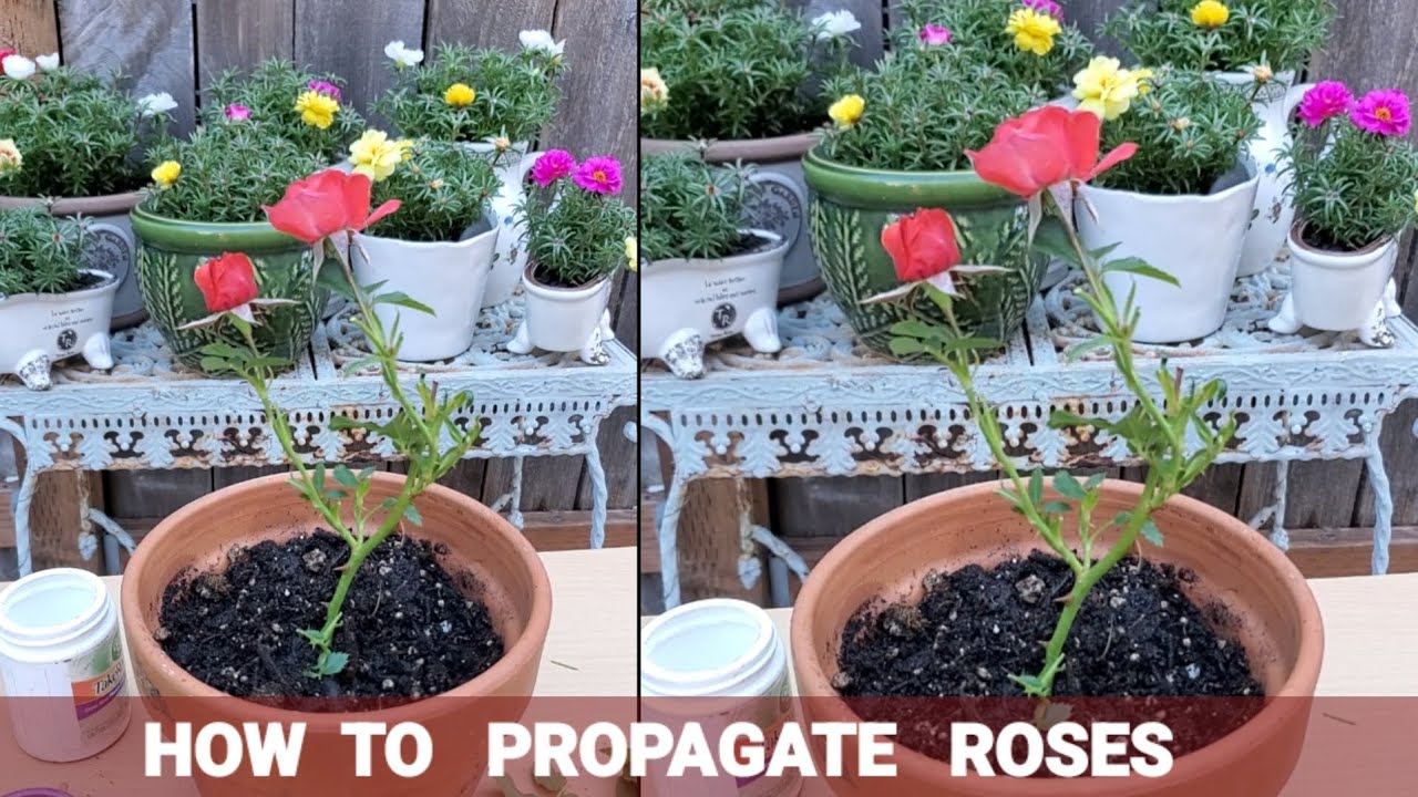 Easy Way to Propagate Roses .... - YouTube