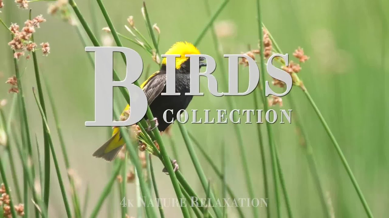 Relaxing Music with Birds Singing - Beautiful Nature Scenery With ...