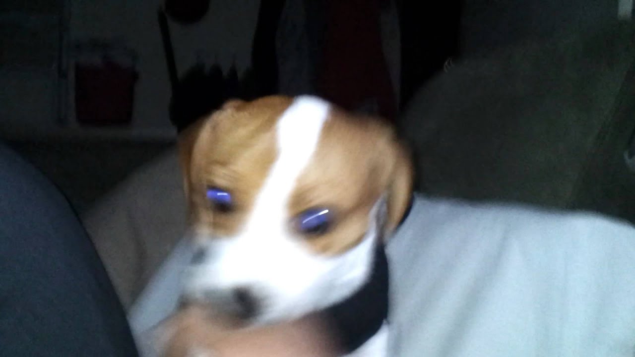 danger the killer jack russell - YouTube