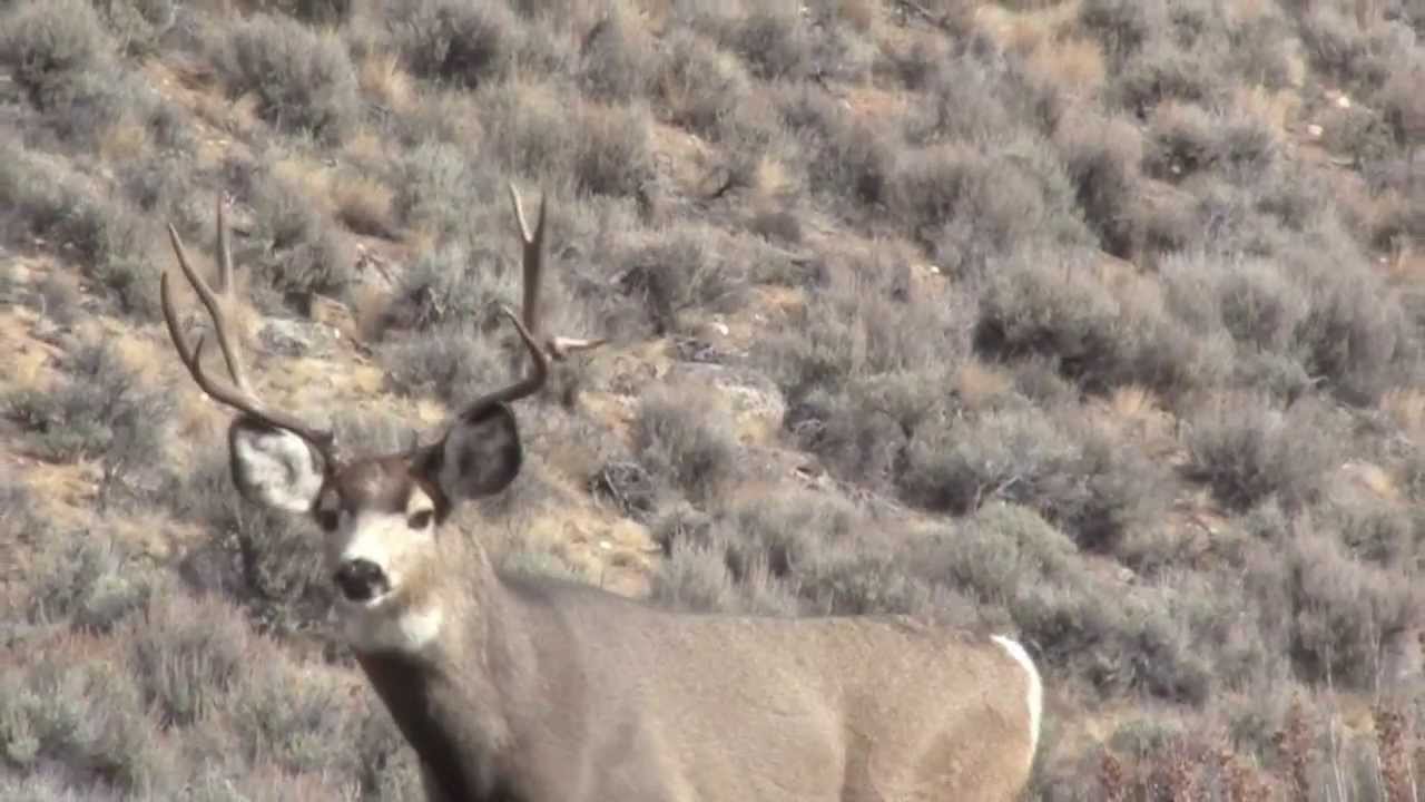 High's and Low's of Late Season Mulies - Switchback Outdoors - YouTube