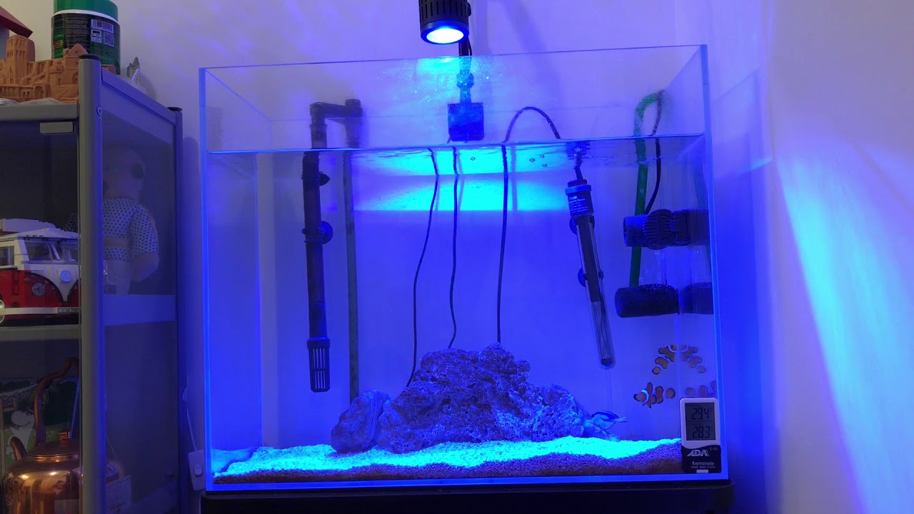 Nemo and Dolly fish only tank FoT (4K video) - YouTube