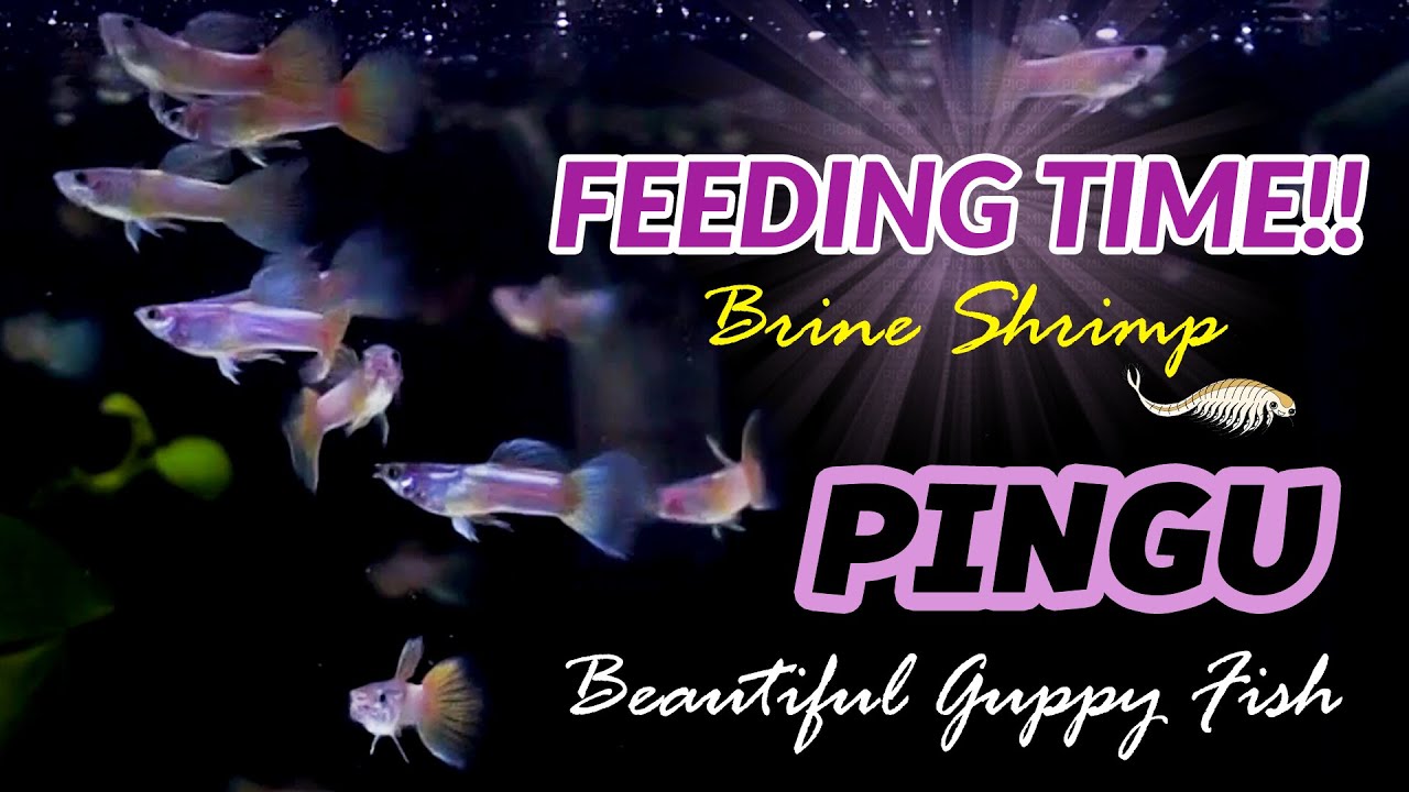 FEEDING TIME Pingu with Brine Shrimp - Retifillia Guppy Farm - YouTube
