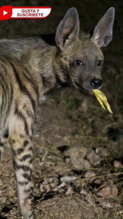 💥Esto sucede cuando un perro enfrenta una Hiena - YouTube