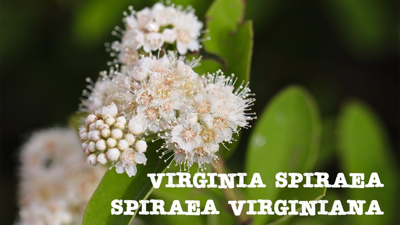 Virginia Spiraea (Spiraea virginiana) | River Scour Prairie | Gauley ...