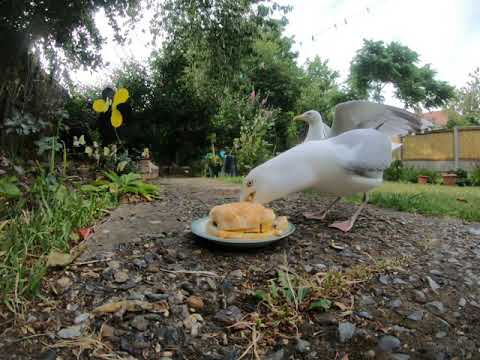 Seagull Invasion - YouTube