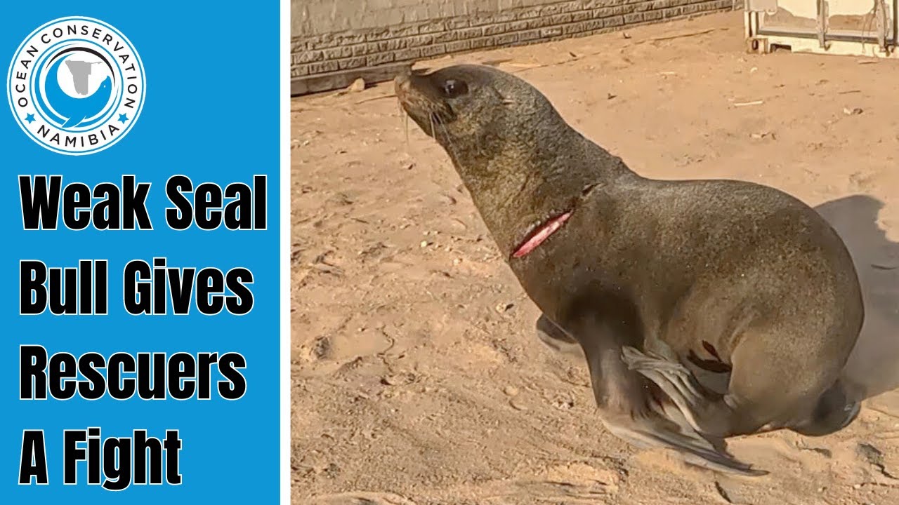 Weak Seal Bull Gives Rescuers A Fight - YouTube
