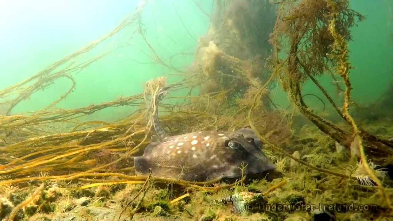 INCREDIBLE! Feeding Wild Sting Ray & Crabs *Fishing* - YouTube