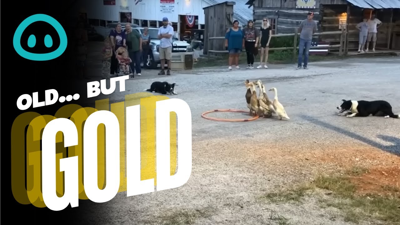 Clever Collies Round Up Duck Family || ViralHog - YouTube