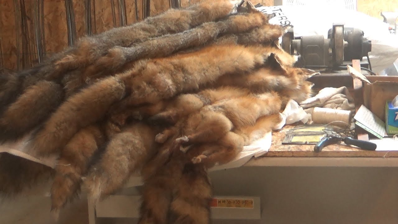 Wrap Up 2017-18 Shipping to Fur Harvesters - YouTube