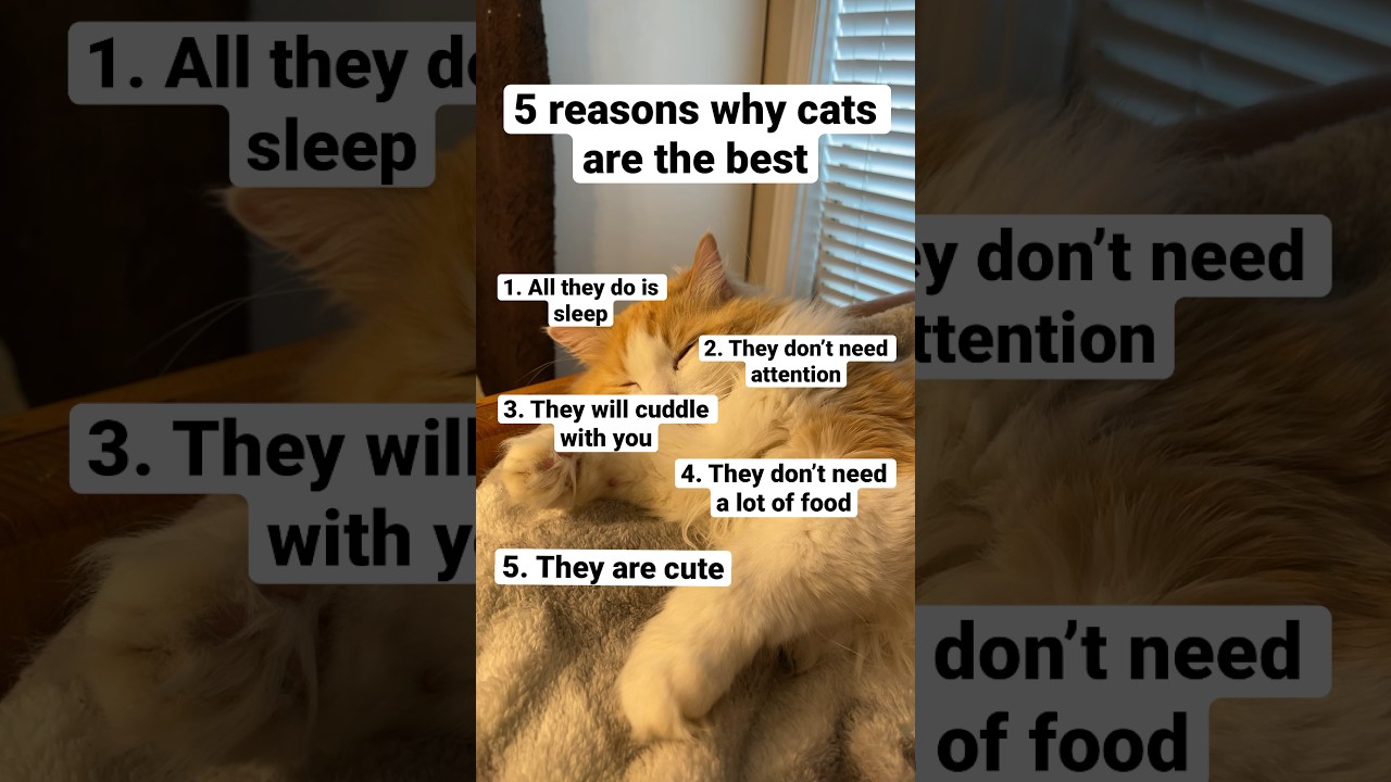 5 reasons why cats are the best #cat #funny #reasoning #reason #reasons ...