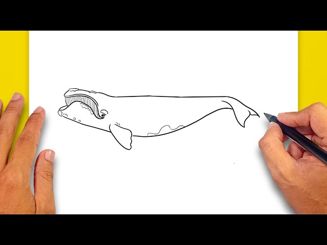 North Atlantic Right Whale Drawing
