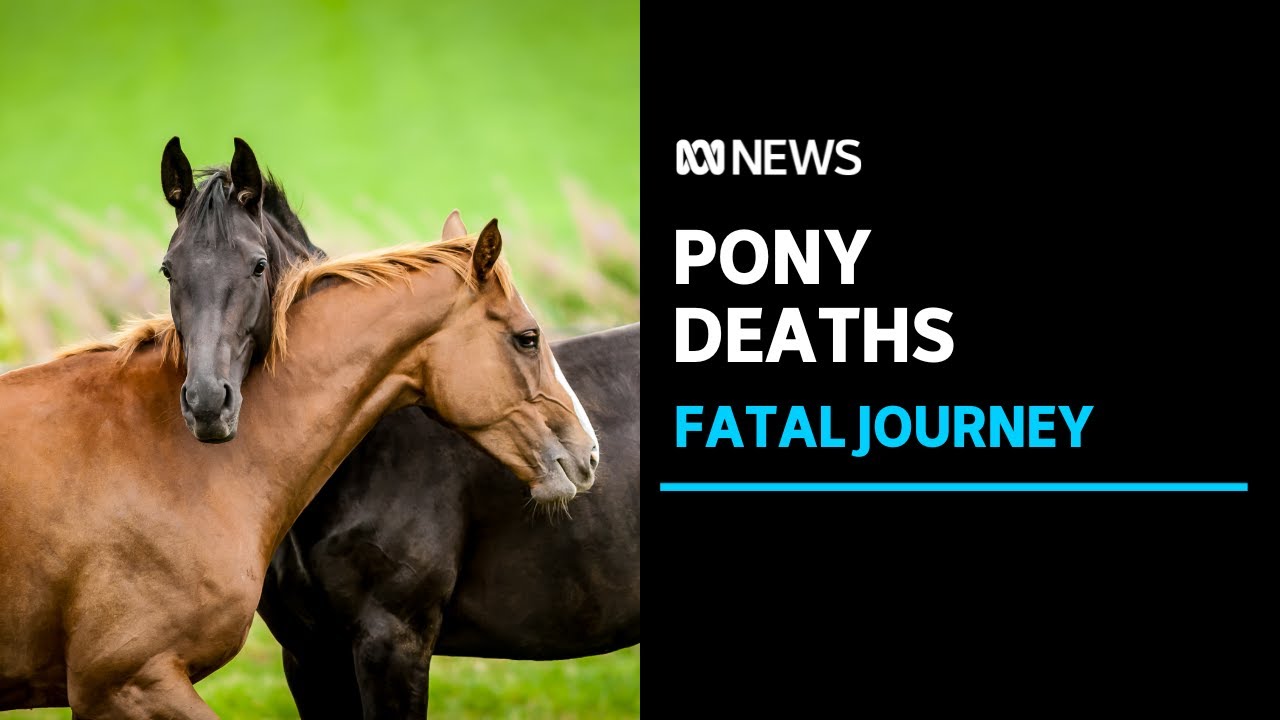 How 16 ponies died on a journey from Tasmania to mainland Australia ...
