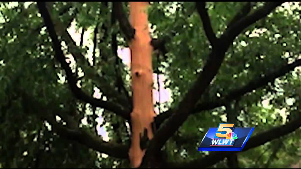 Power of lightning on display after strike kills Deer Township tree ...