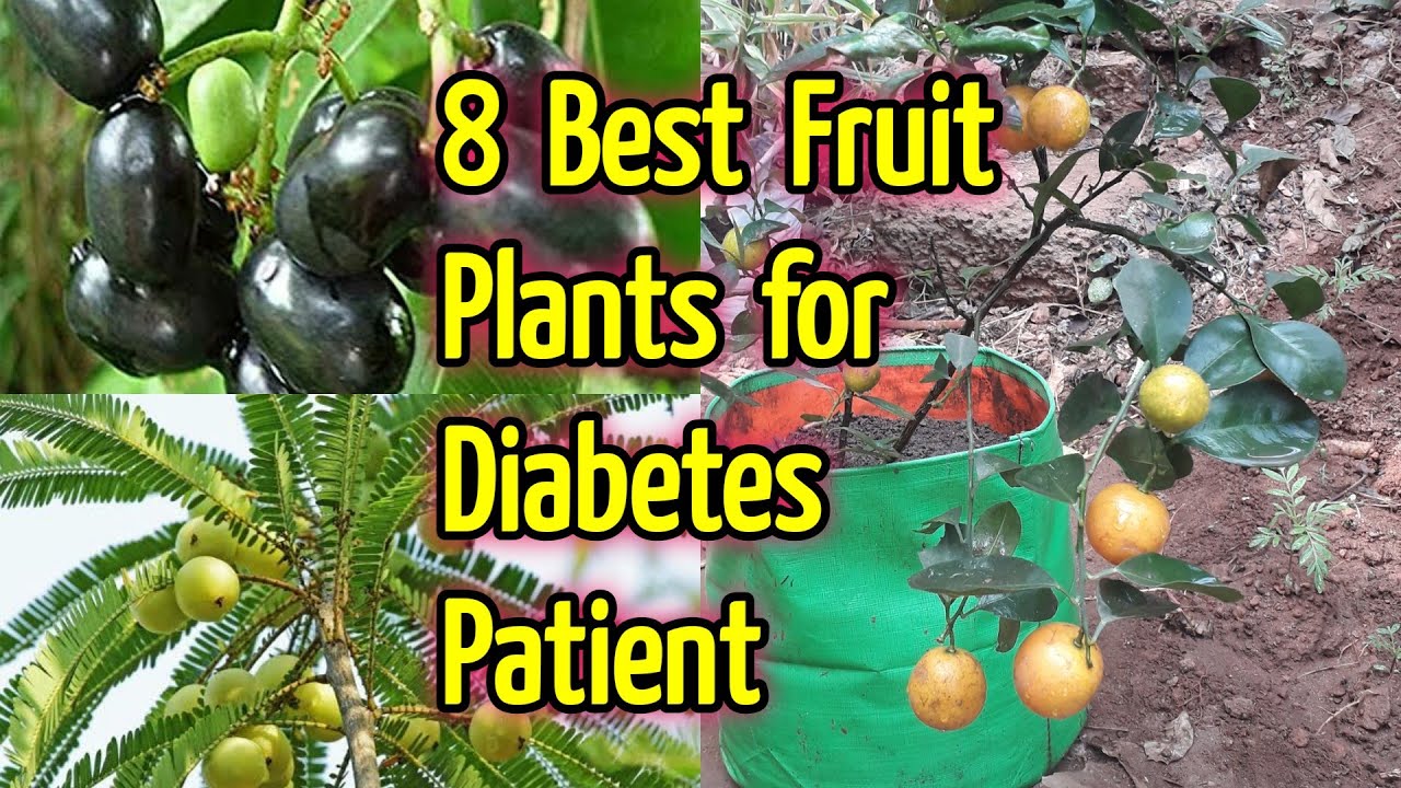 Best Fruit Plants for Diabetes Patient | Diabetes patient must grow ...
