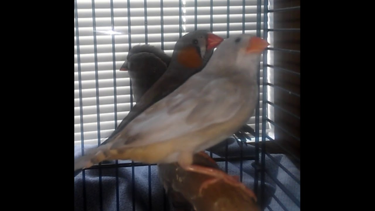 Zebra finches with Fledglings #Bird - YouTube