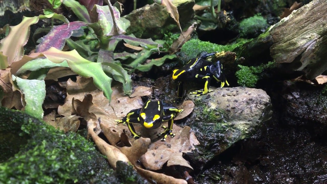 Dendrobates tinctorius alanis - YouTube
