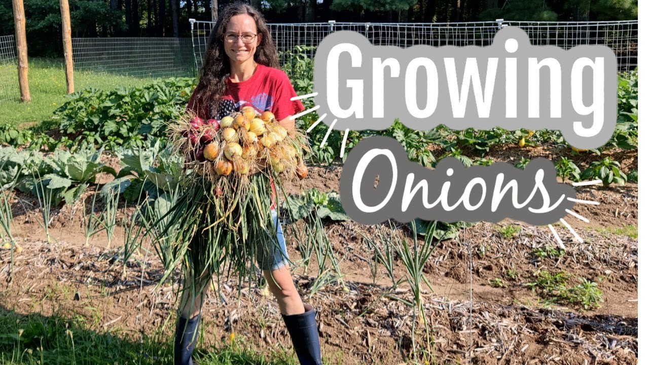 How We Grow Tons of Big Onions - YouTube