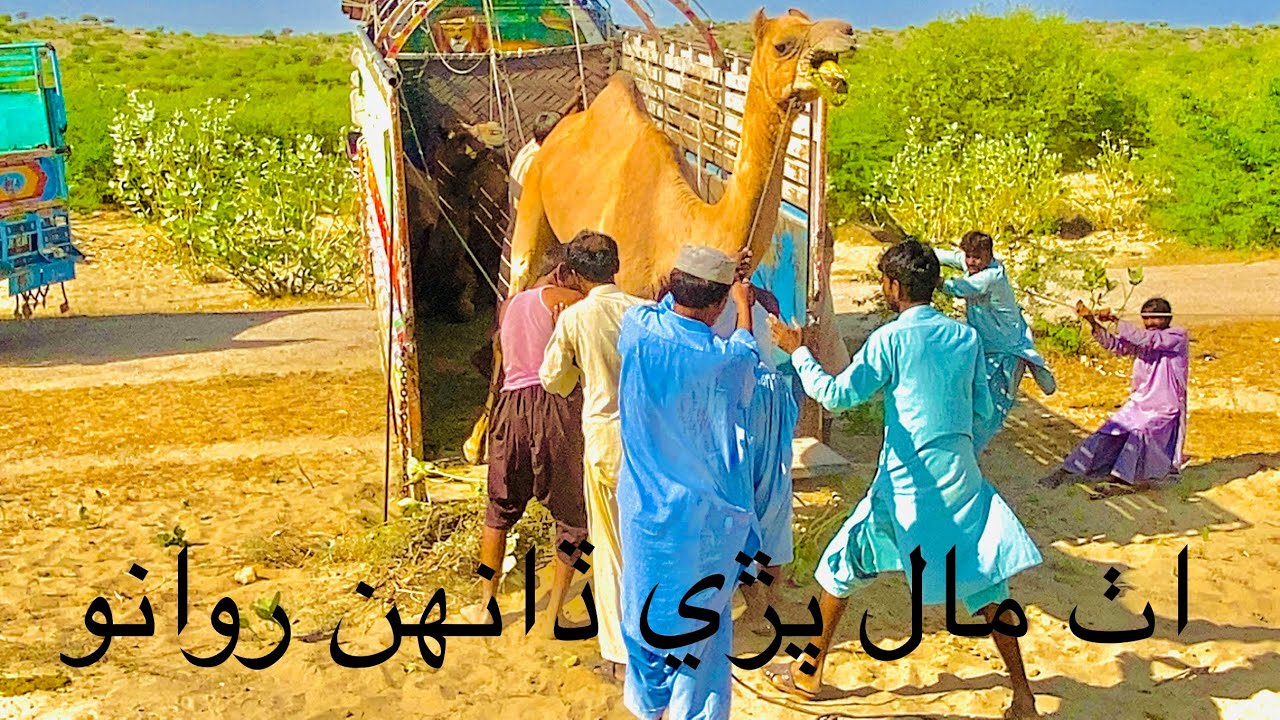 Unloading Of Camels || Loading Camel | Loaded Animals Video | Beautiful ...