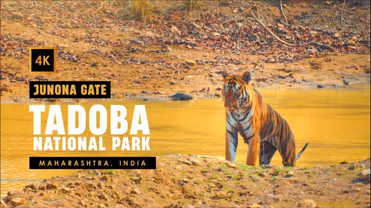 Jungle Safari in India 🇮🇳 | Junona Gate - Tadoba National Park | India ...