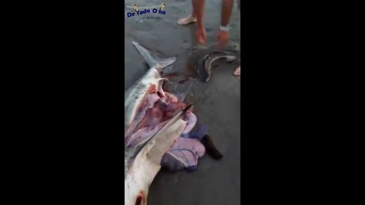 Sharks' birth - YouTube