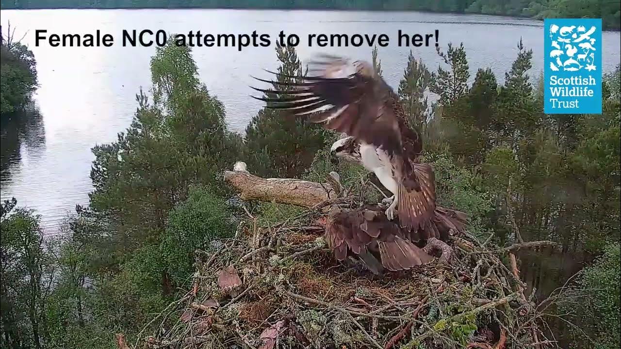 Female Osprey NC0 vs Intruder Blue '7C1' - Loch of the Lowes Webcam (2024) - YouTube