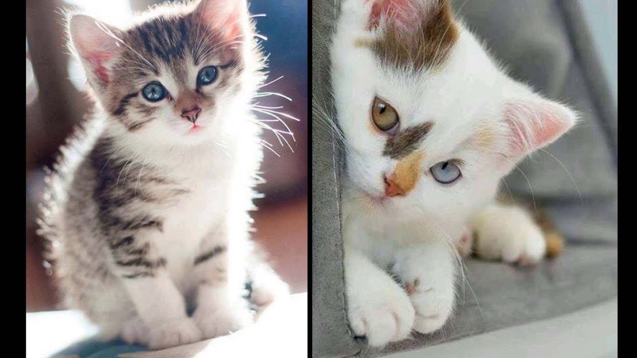 kittens - YouTube