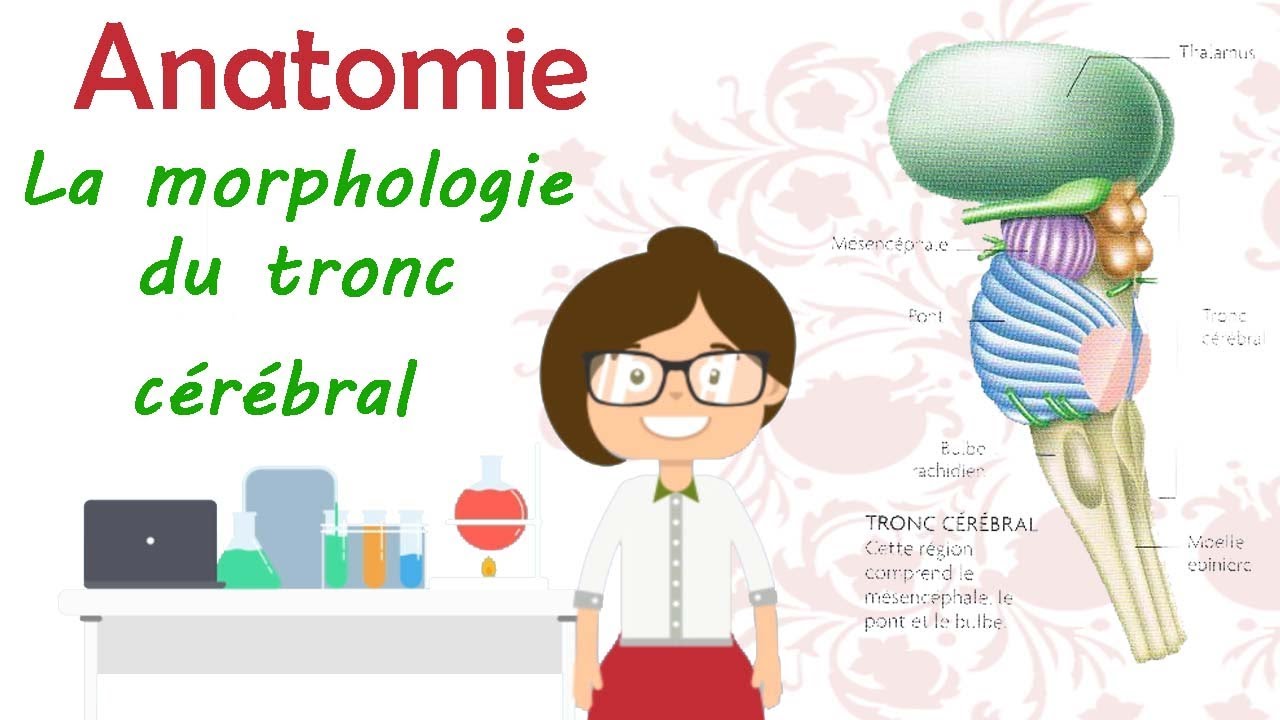 Anatomie | le tronc cérébral (+ les origines des nerfs crâniens ...