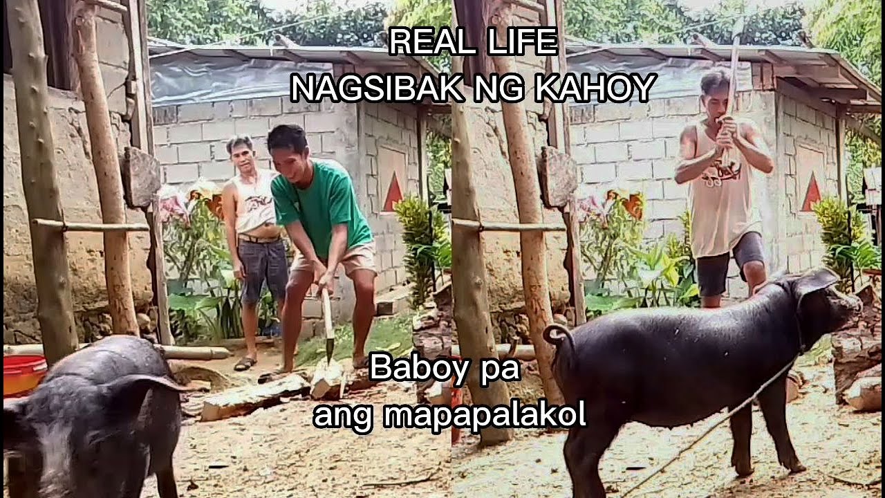 Real life Nagsibak ng kahoy /Baboy pa ang mapapalakol #Bernierada - YouTube