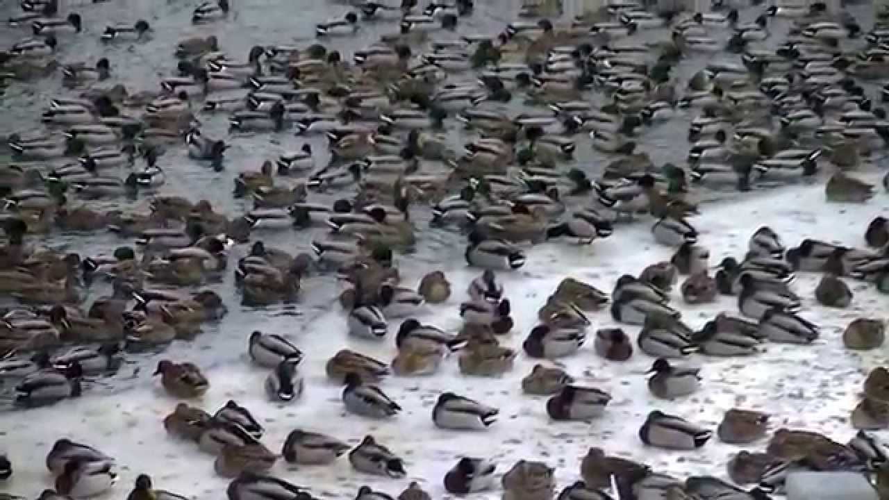 How do I Help these Ducks Stuck in Minnesota Freezing Below Zero Temps ...