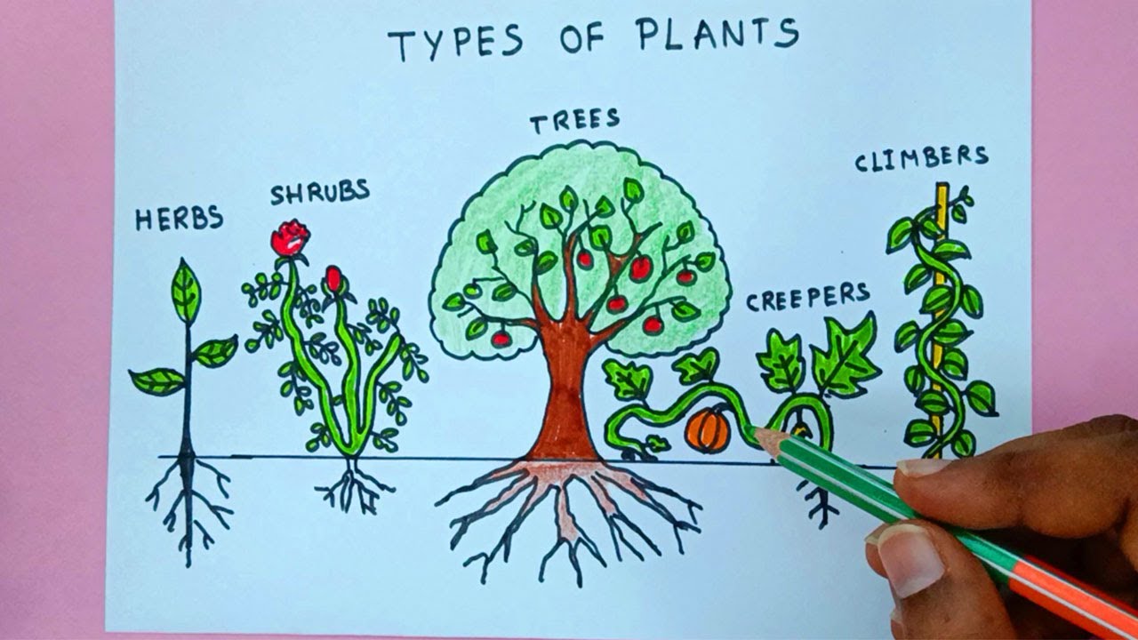 Types of Plants Drawing | Plants Drawing | Easy Tree, Shrub, Creeper ...