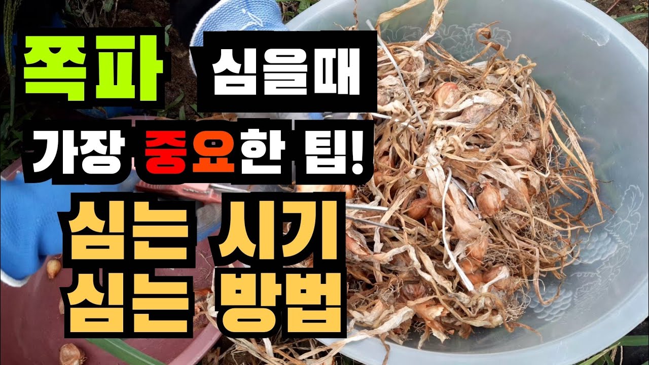 쪽파 심을 때 가장 중요한 것 쪽파심기 쪽파심는시기와 방법 쪽파심는시기 쪽파키우기 쪽파심는법 쪽파재배 Youtube