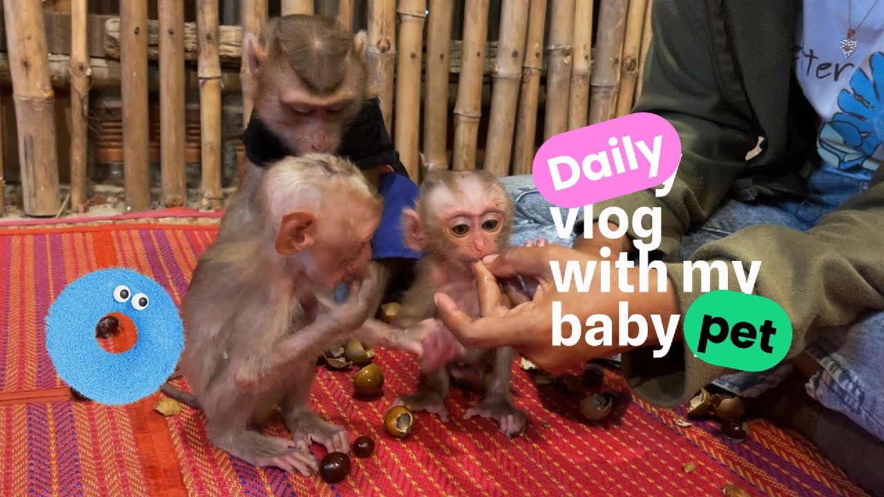 TOMO family is enjoy the fruit together today #babymonkey - YouTube