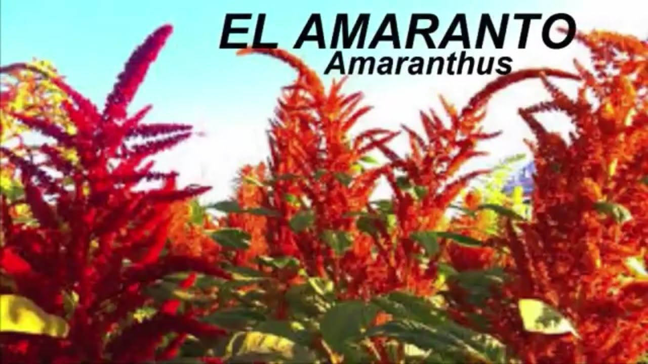 EL AMARANTO.Usos y beneficios.INFORMACIÓN COMPLETA.TODO LO QUE DEBES ...