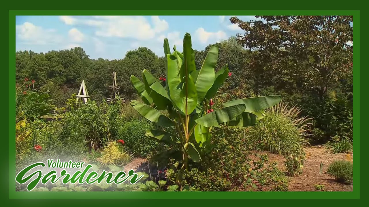 Plant Collection of a Traveling Plantsman | Volunteer Gardener - YouTube