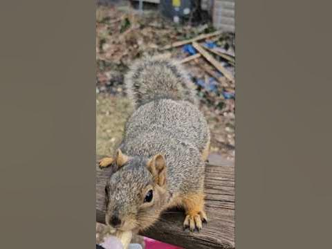 Taylor Swift squirrel let me feed her - YouTube
