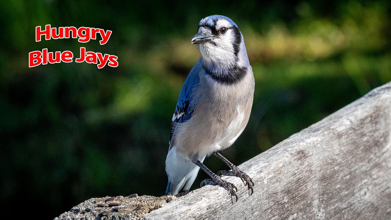 Blue jays - YouTube